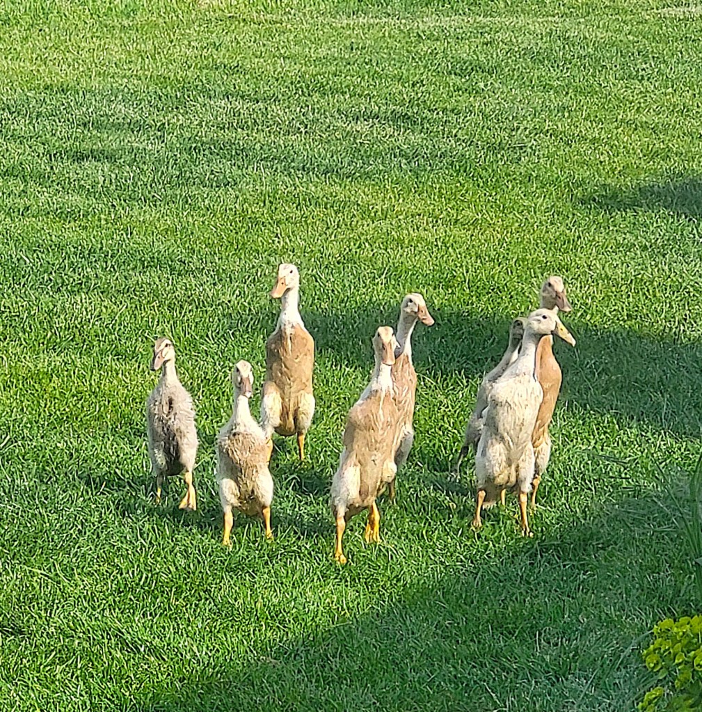 Dowsby Ducks – Pure breed Indian Runner Ducks available