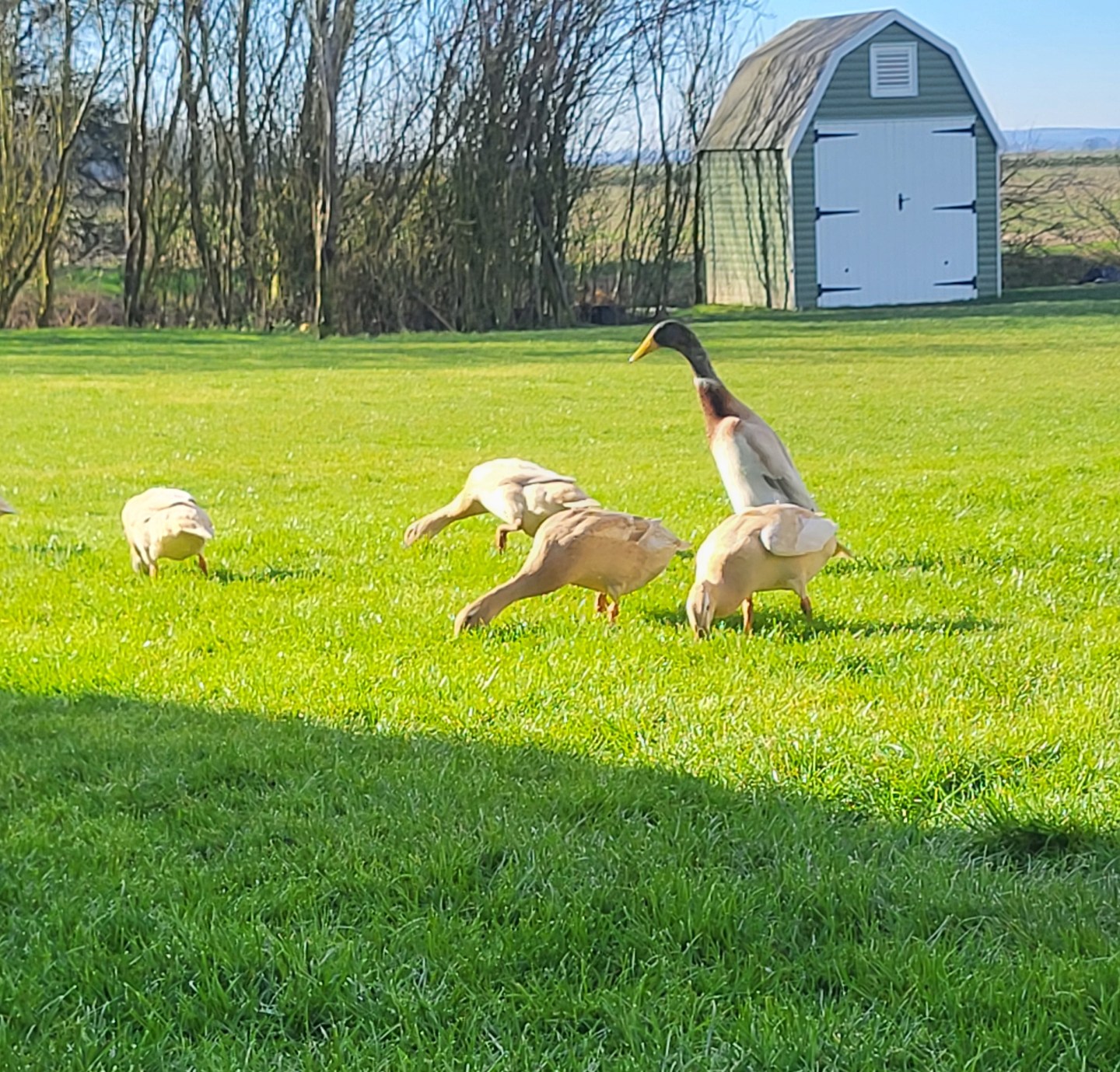 Dowsby Ducks – Pure breed Indian Runner Ducks available