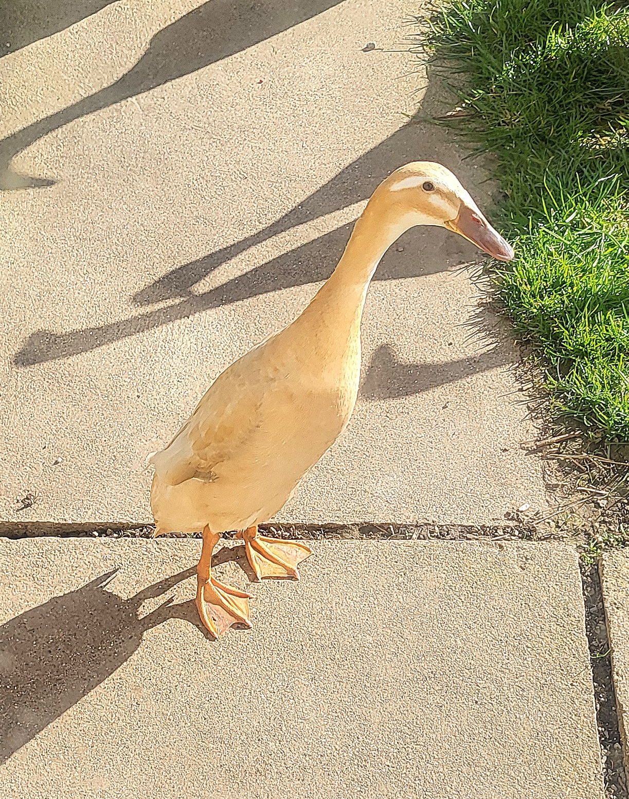 DOWSBY DUCKS – Pure breed Indian Runner Ducks available