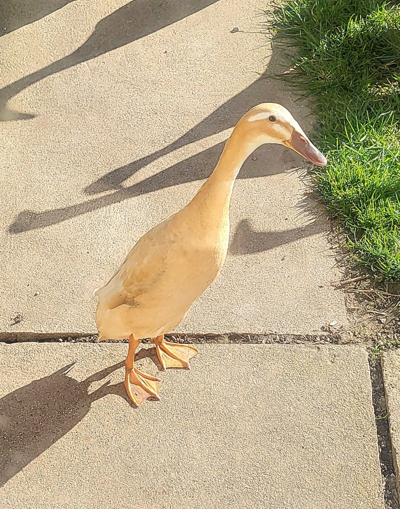 DOWSBY DUCKS – Pure breed Indian Runner Ducks available