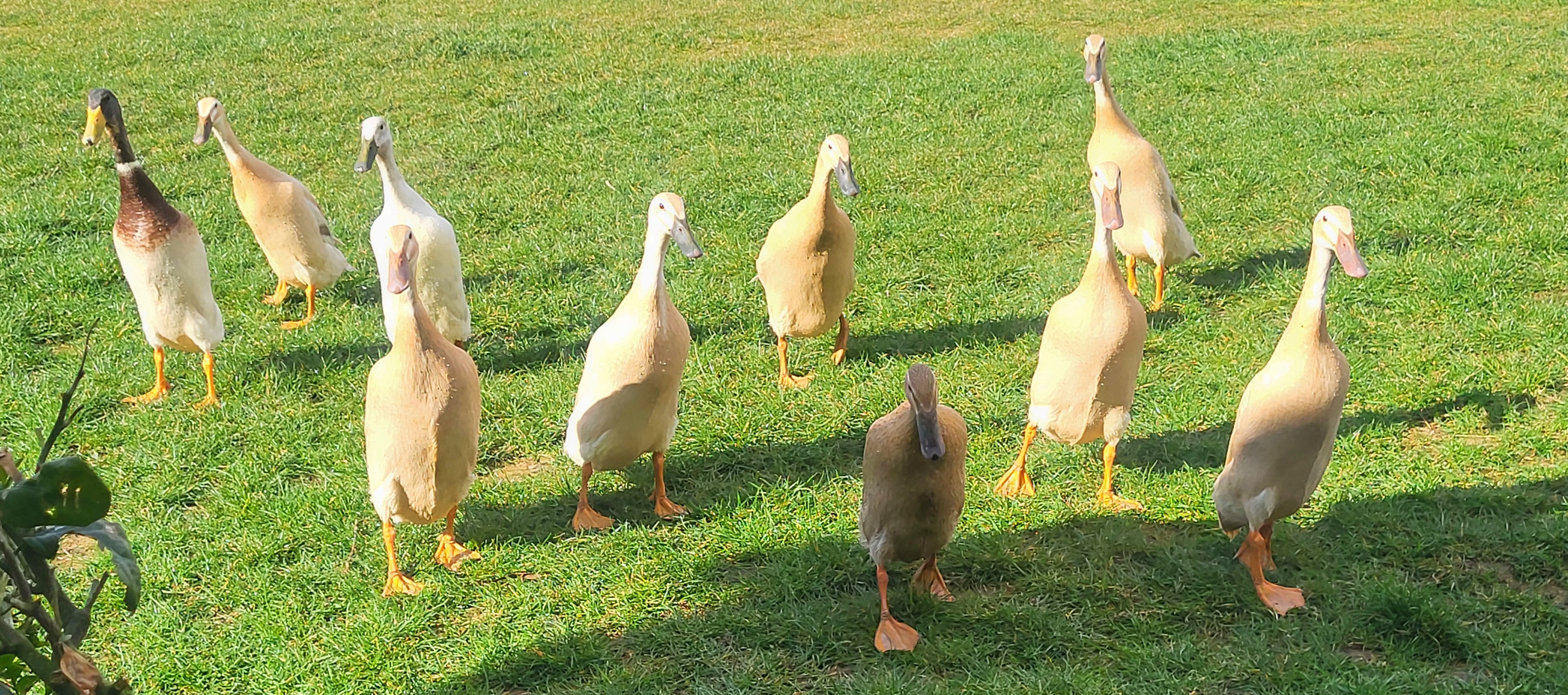 DOWSBY DUCKS – Pure breed Indian Runner Ducks available