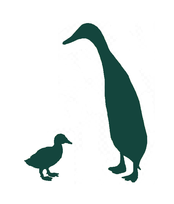 Dowsby Ducks – Pure breed Indian Runner Ducks available