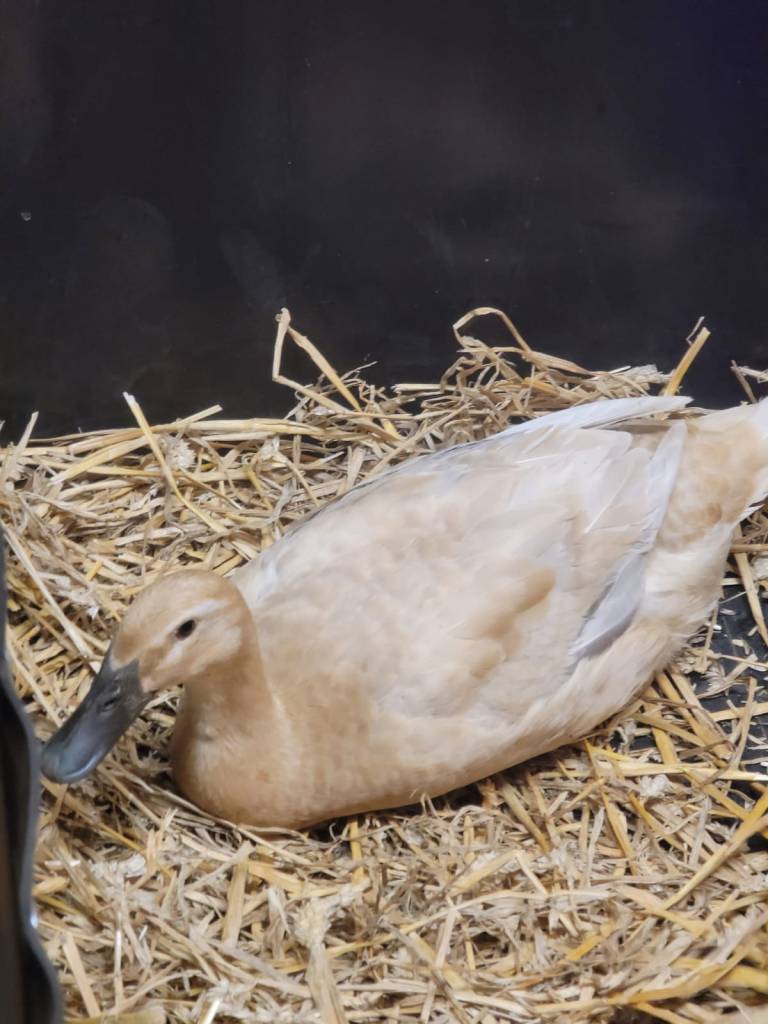 Dowsby Ducks – Pure breed Indian Runner Ducks available