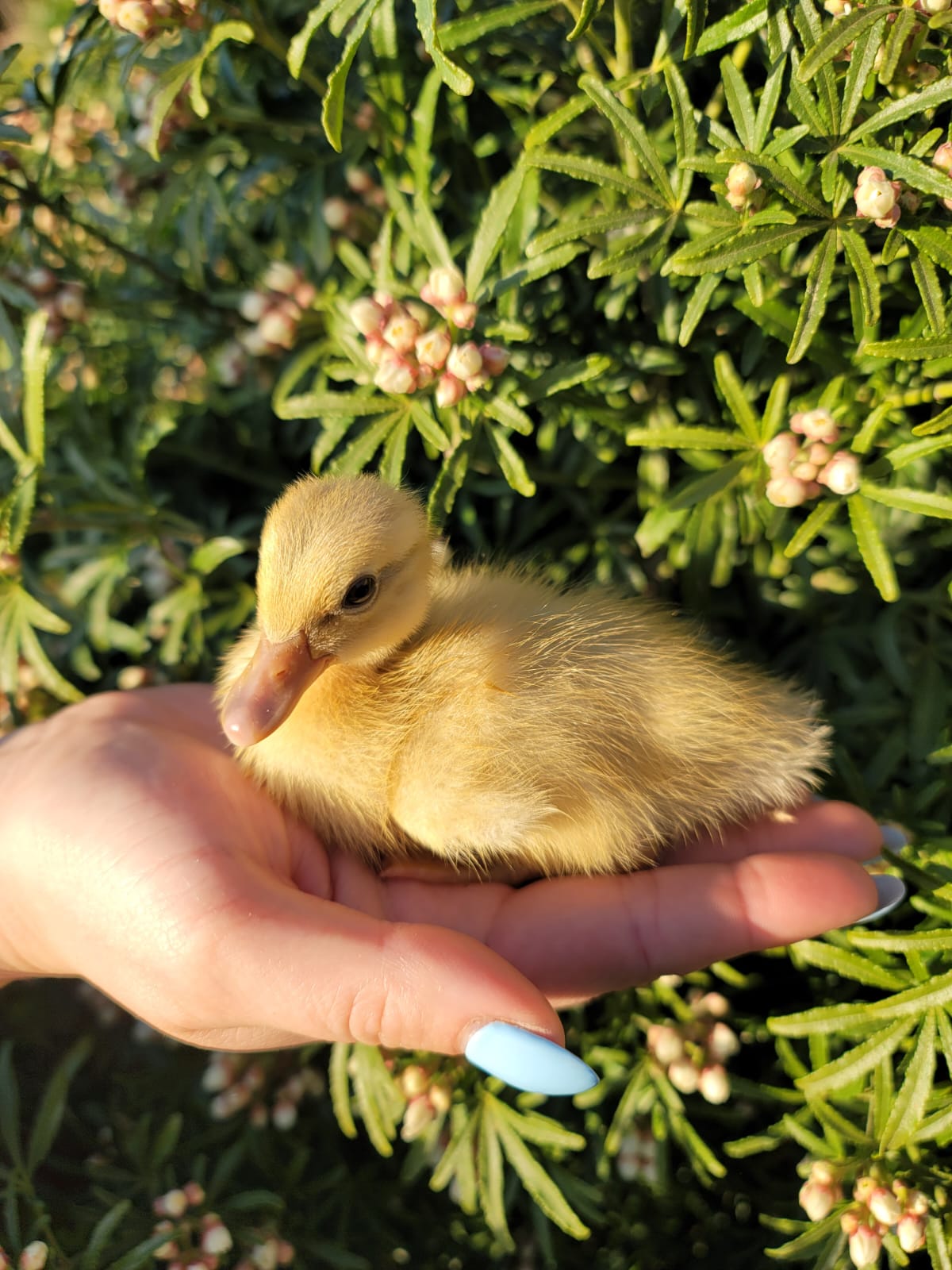 Our Ducks – DOWSBY DUCKS