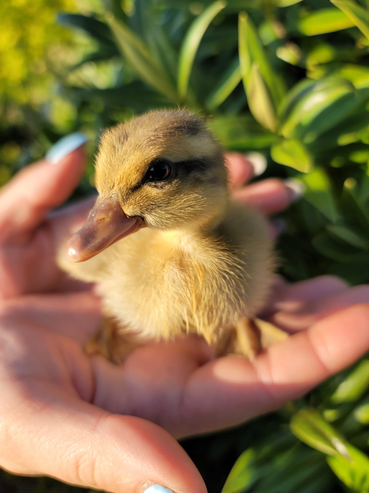 DOWSBY DUCKS – Pure breed Indian Runner Ducks available