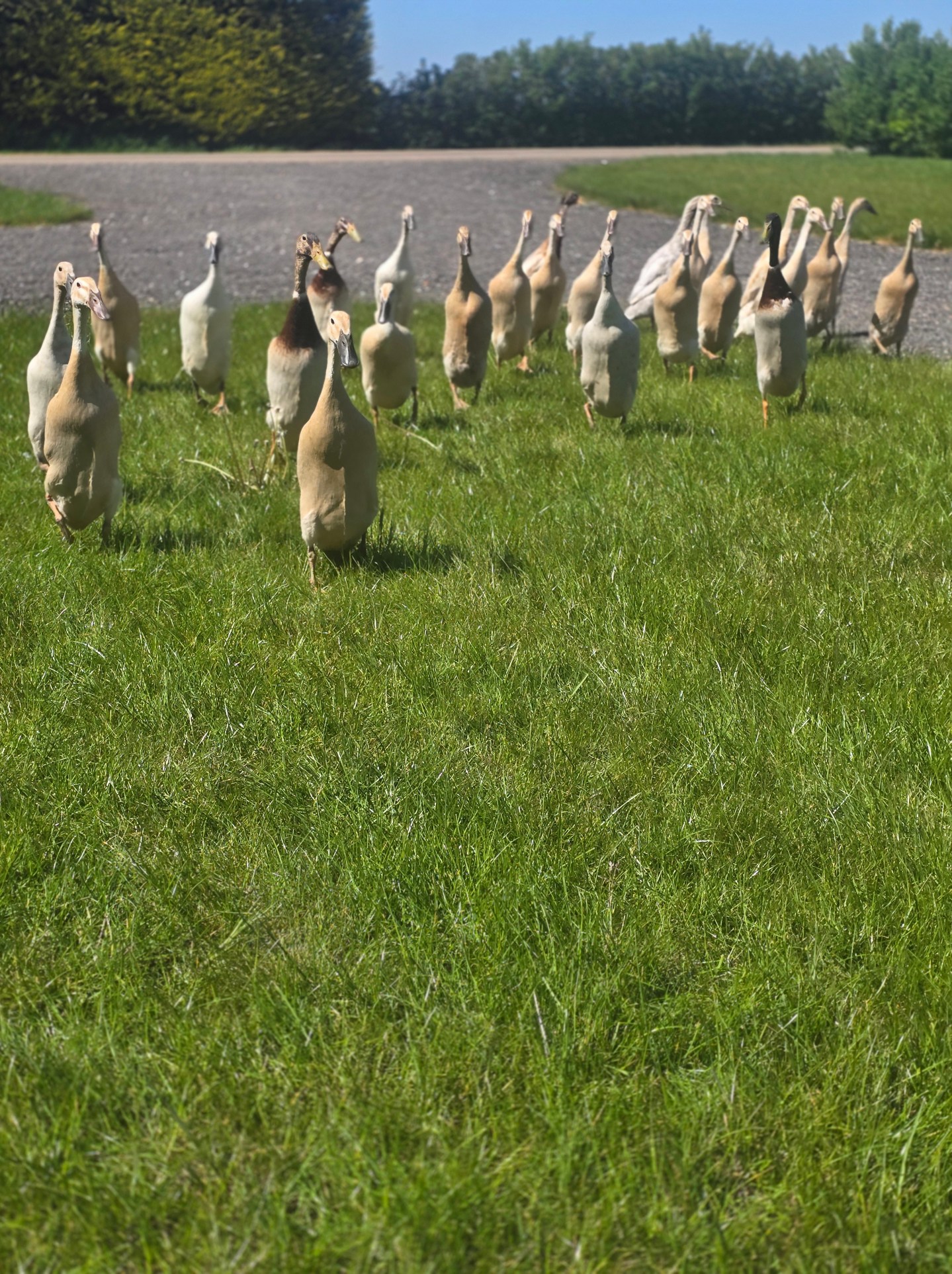 Dowsby Ducks – Pure breed Indian Runner Ducks available